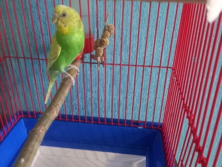 Попугай с клеткой