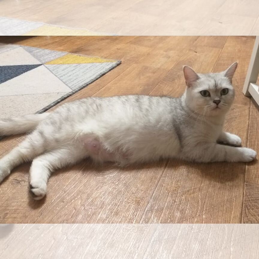 Британская серебристая шиншилла