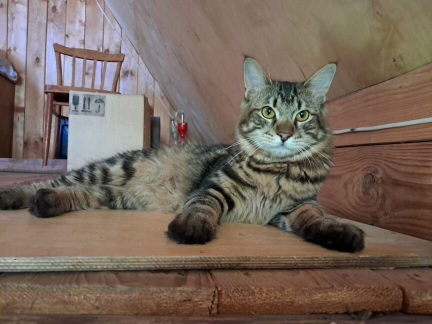 Курильский бобтейл котенок