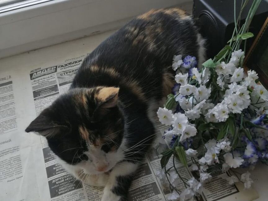 Кошка в хорошие руки ловчая