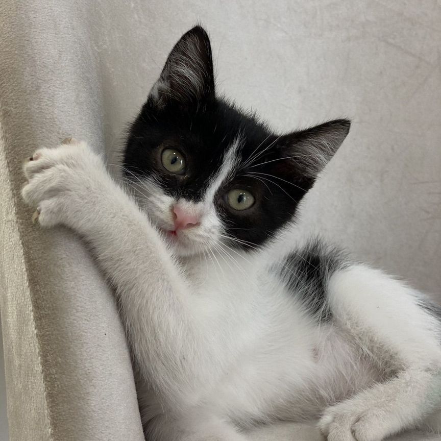 Котёнок мальчик