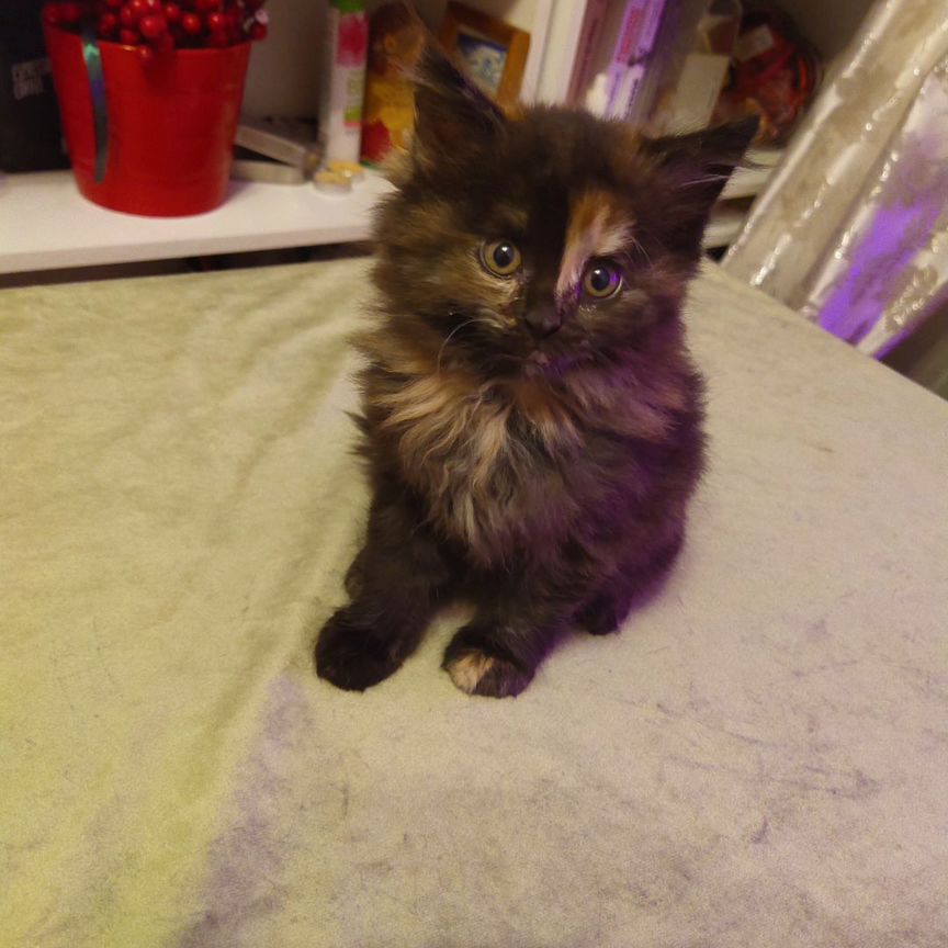 Котята