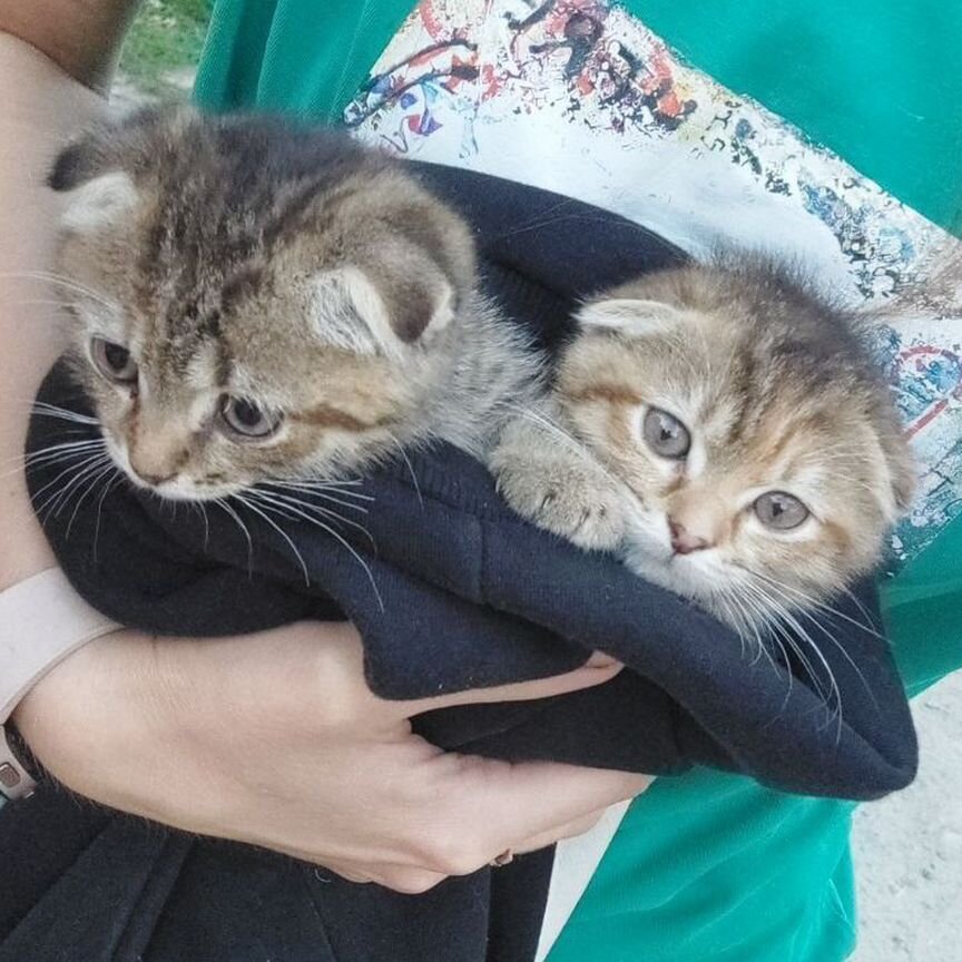 Шотландские вислоухие котята бесплатно