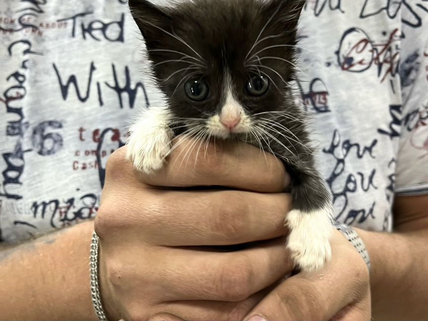 Хороший черно-белый котенок девочка в добрые руки
