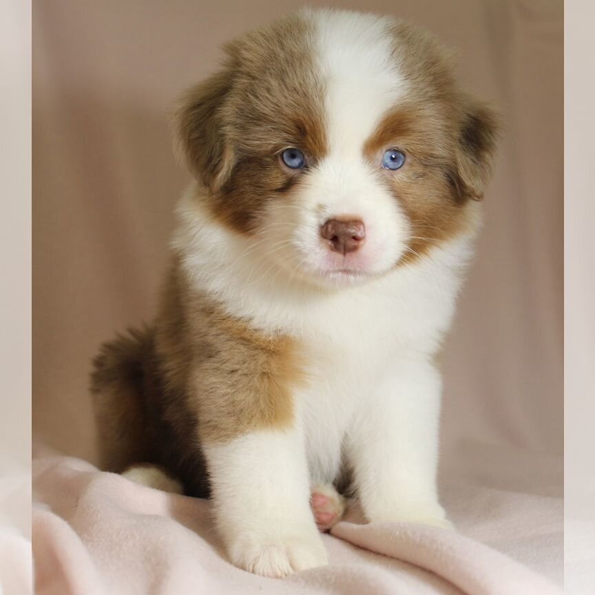 Щенки Миниатюрной Американской овчарки (миниаусси)