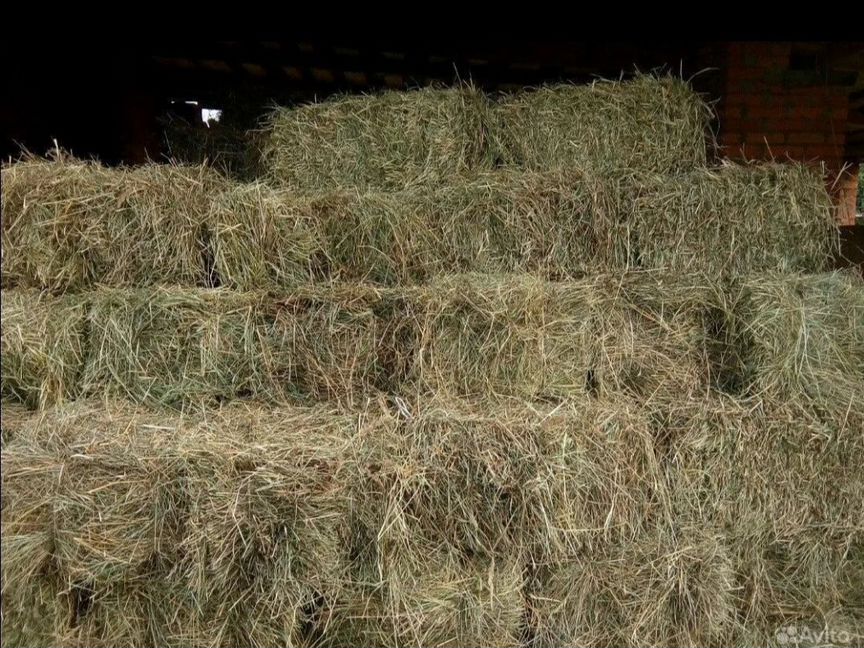 Продам сено
