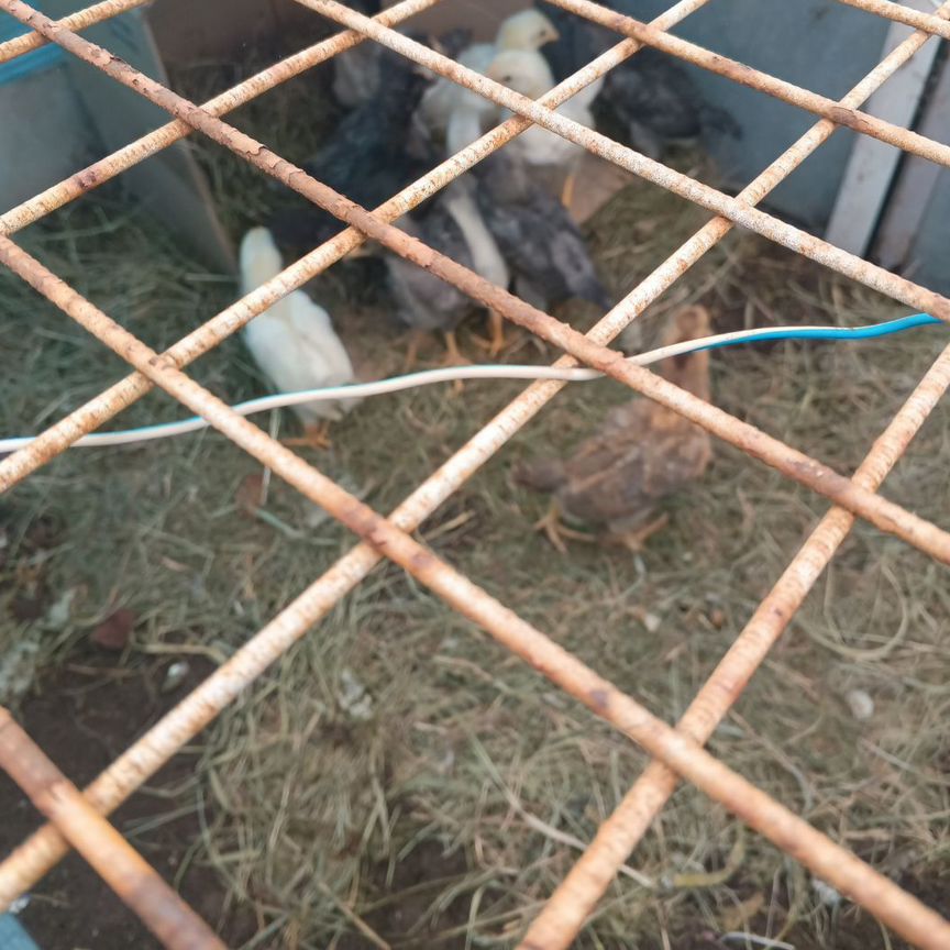 Петушки цыплята