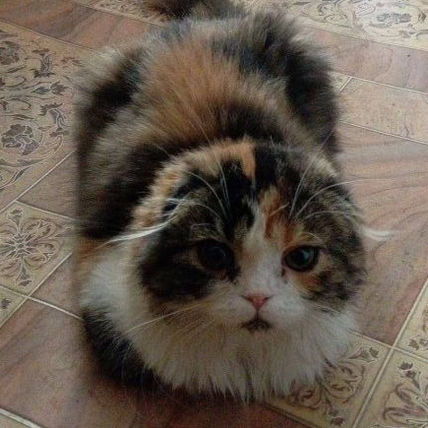 Шотландский вислоухий длинношёрстный котёнок