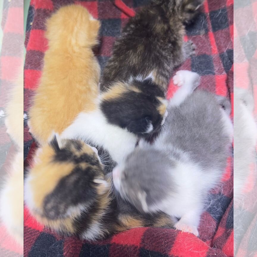 Предлагаю котят к брони
