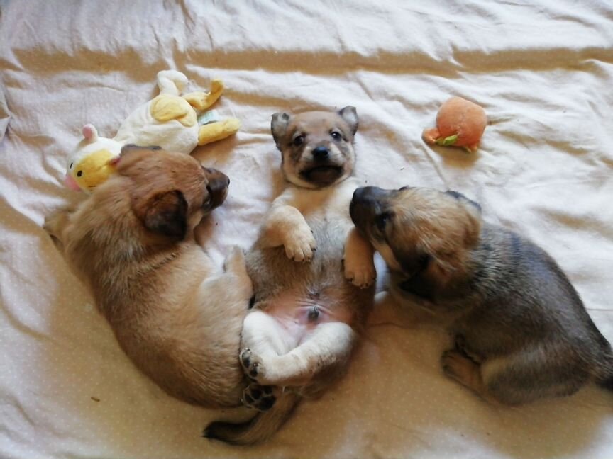 Щенки