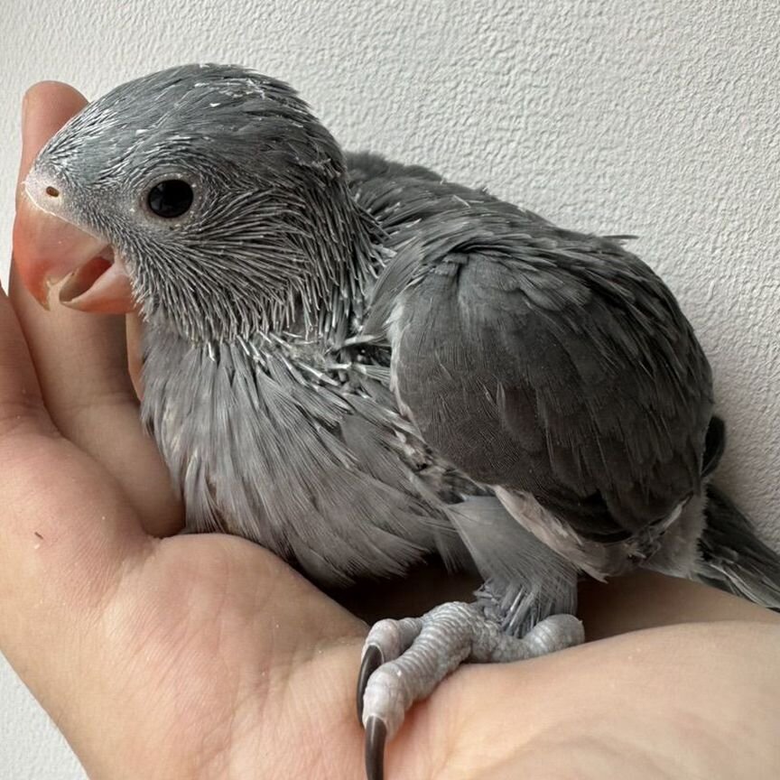 Попугай ожереловый выкормыш