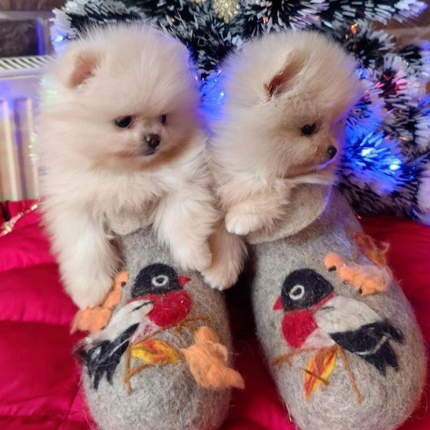 Померанский шпиц, щенок