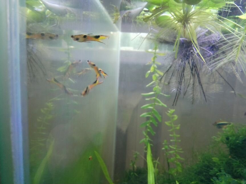 Гуппи Эндлера