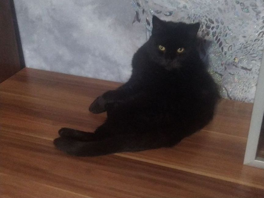 Приют для животных