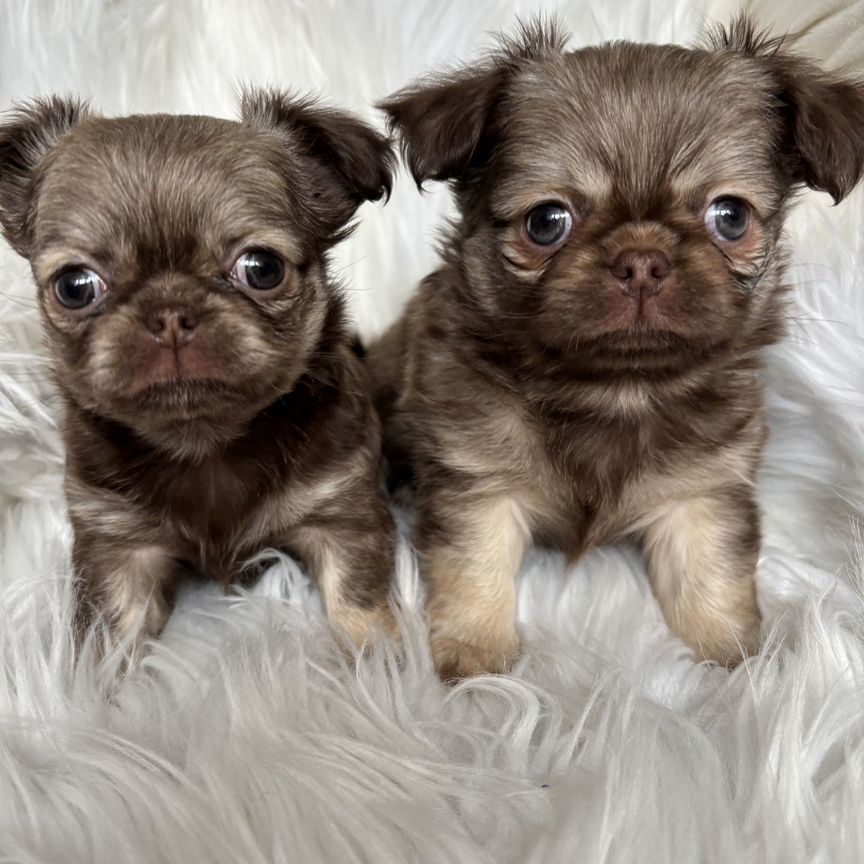 Чихуахуа, щенок