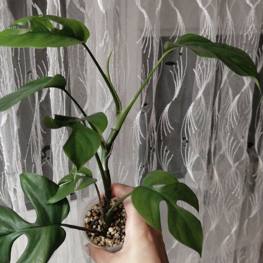 Рафидофора тетрасперма