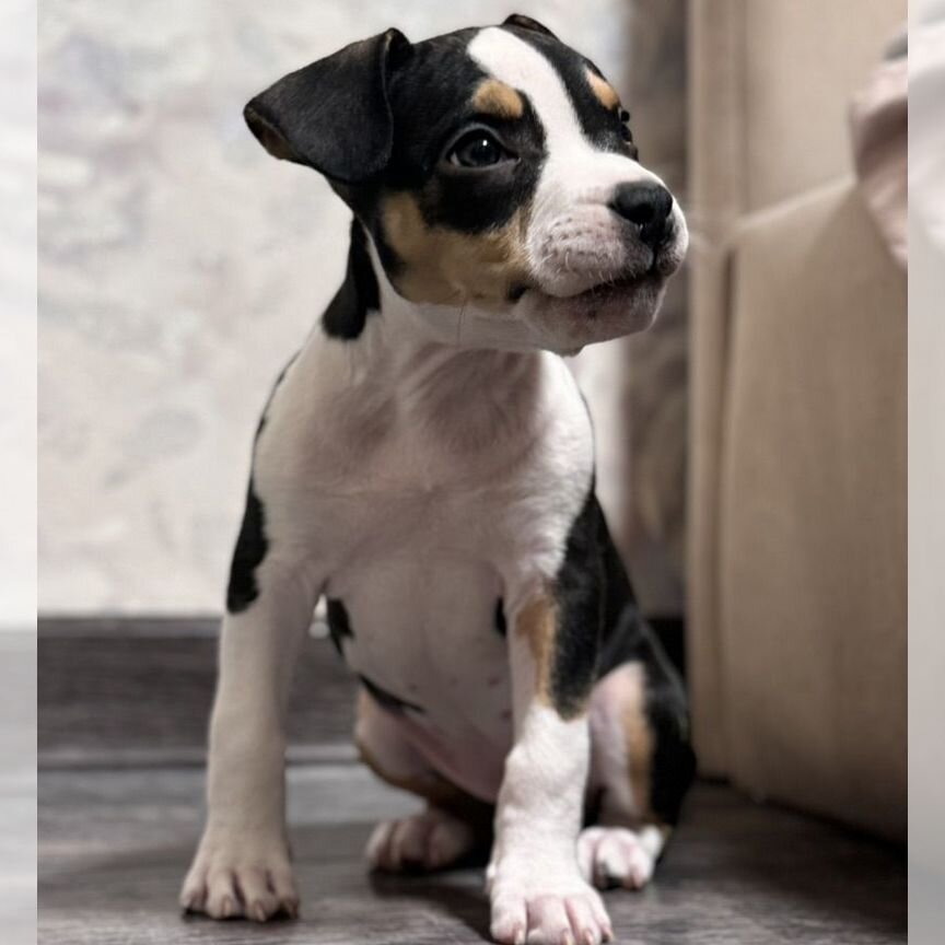 Стаффордширский терьер девочка