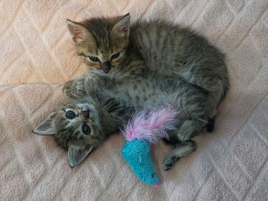 Кошки в добрые руки