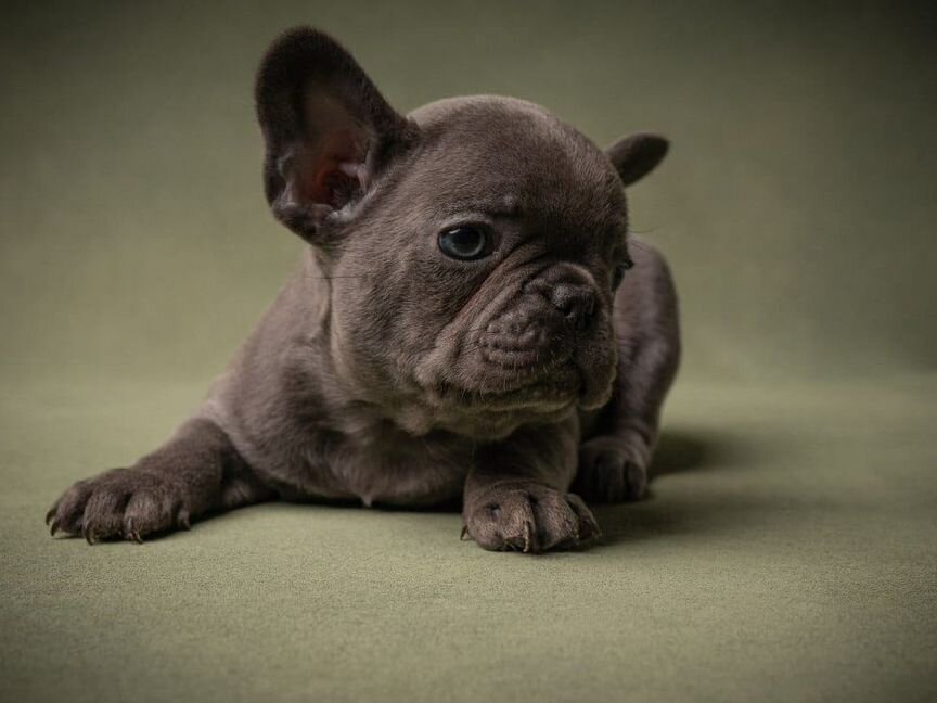 Французский бульдог голубой