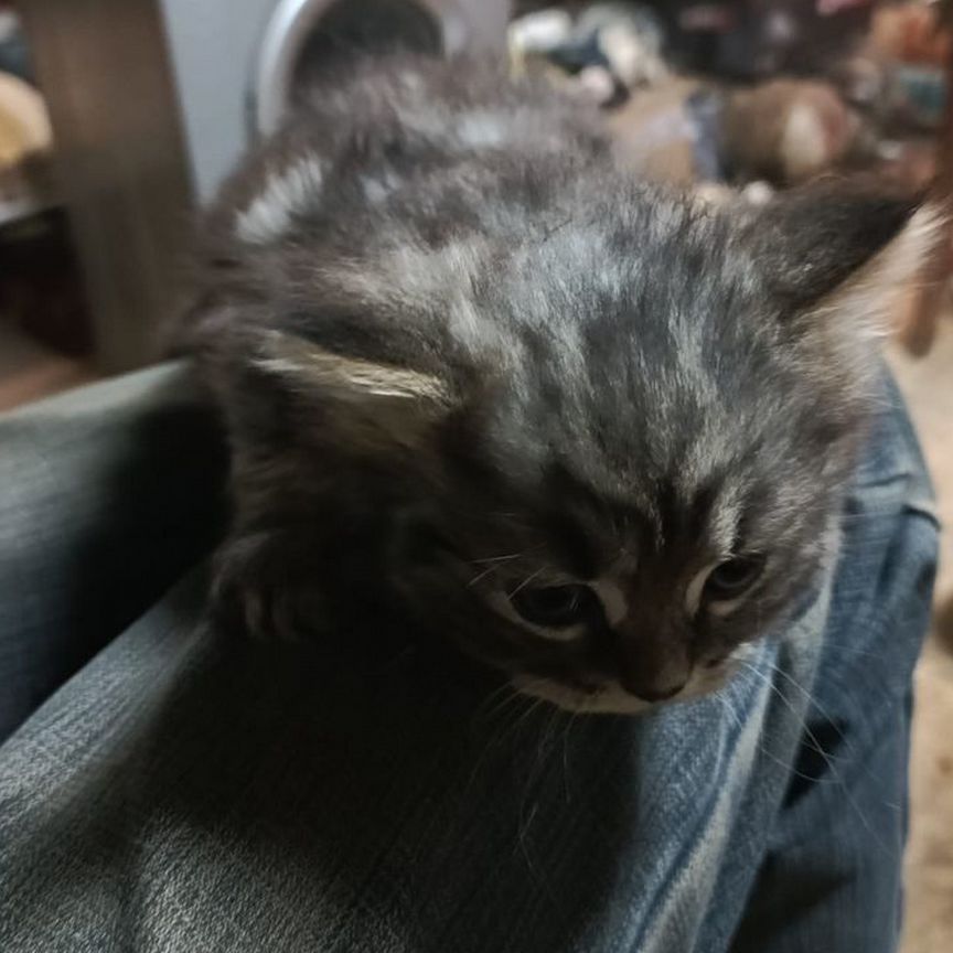 Котята от британской кошки