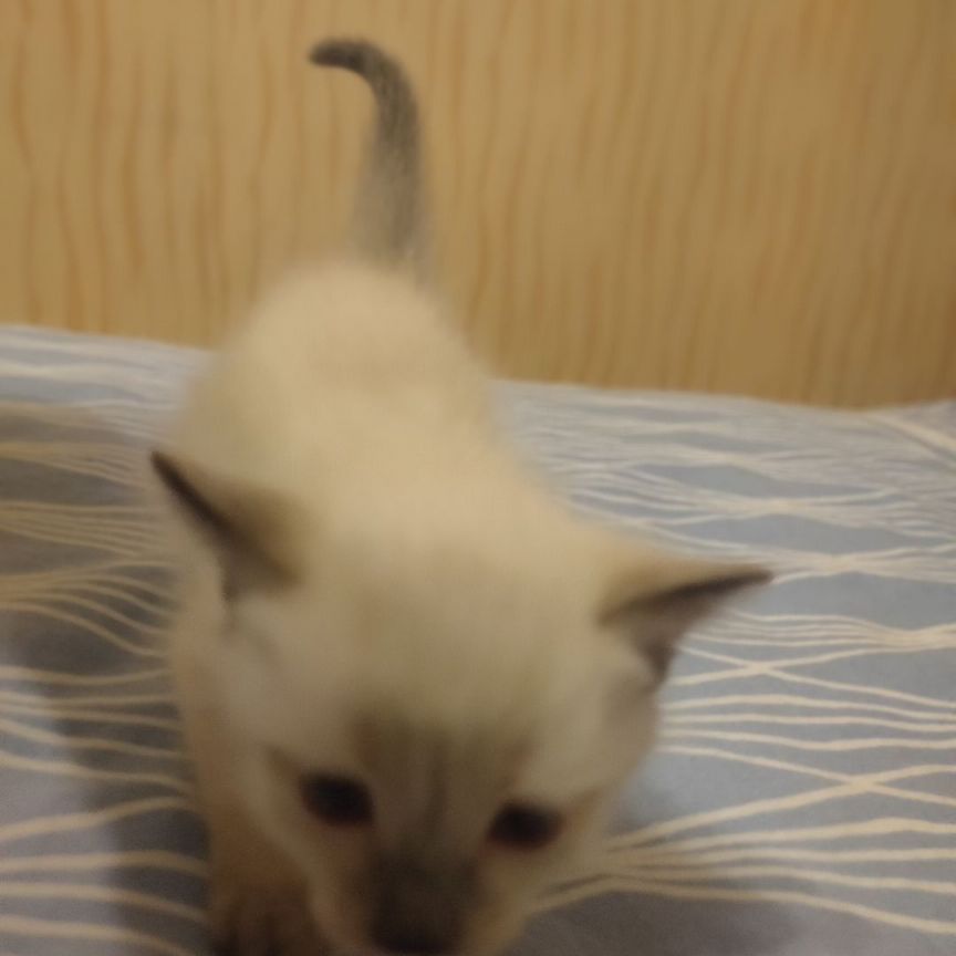 Тайский котёнок