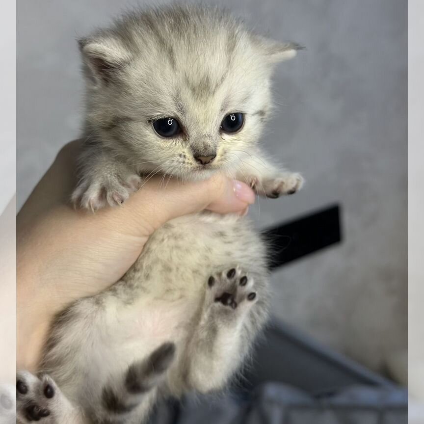Британский короткошёрстный котёнок