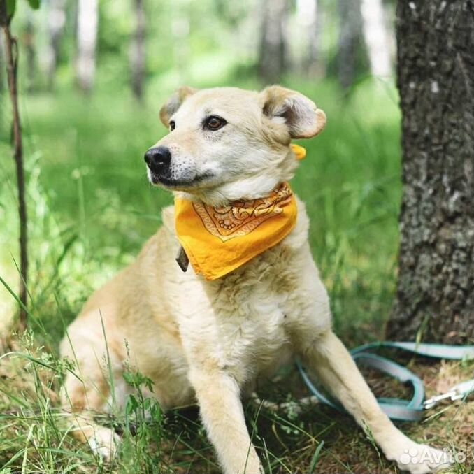 Добрая собака в поисках счастья