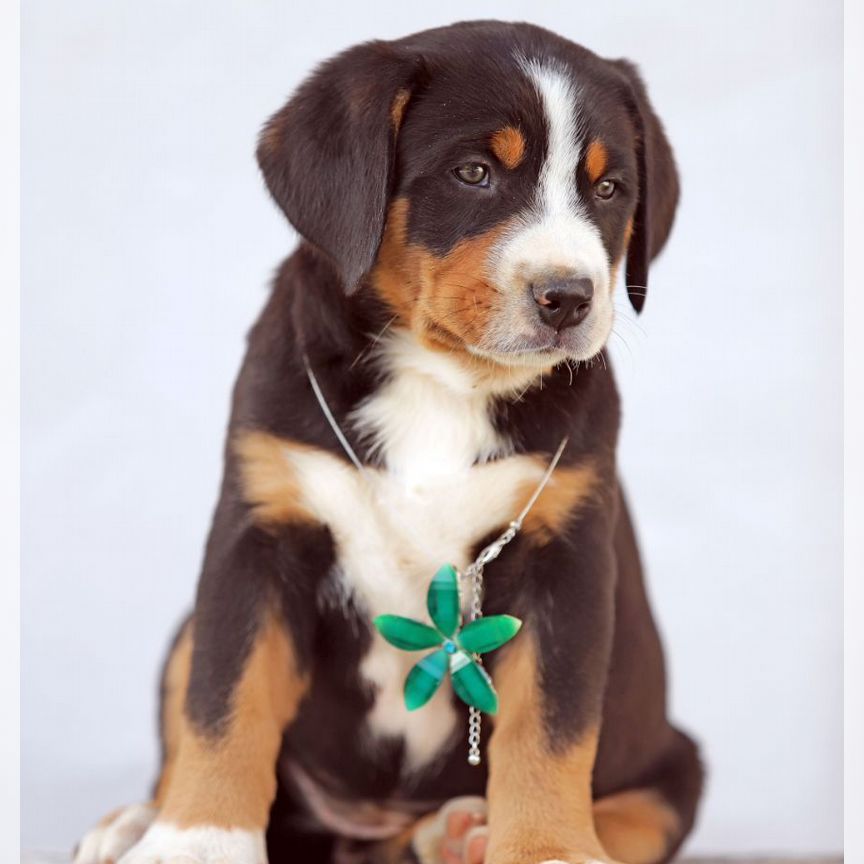 Большой Швейцарский Зенненхунд (Гросс)