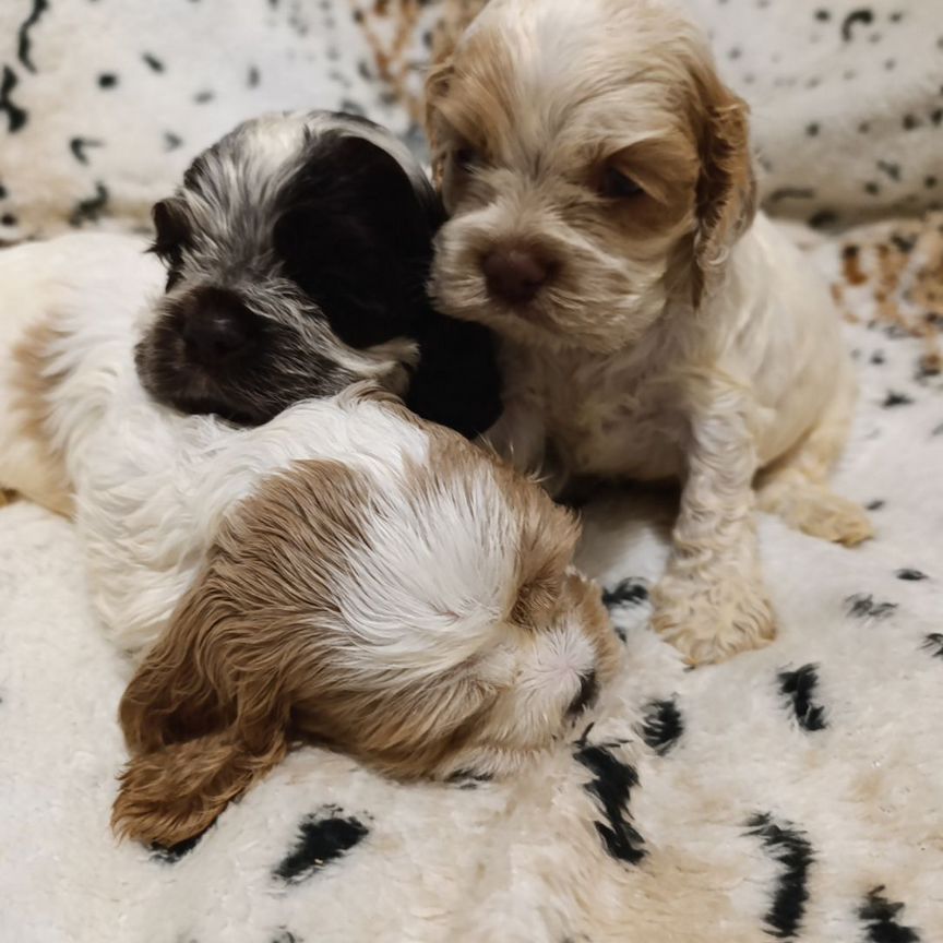 Американский кокер-спаниель, щенок