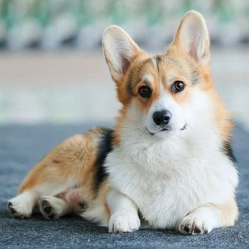 Вельш Корги Пемброк, вязка