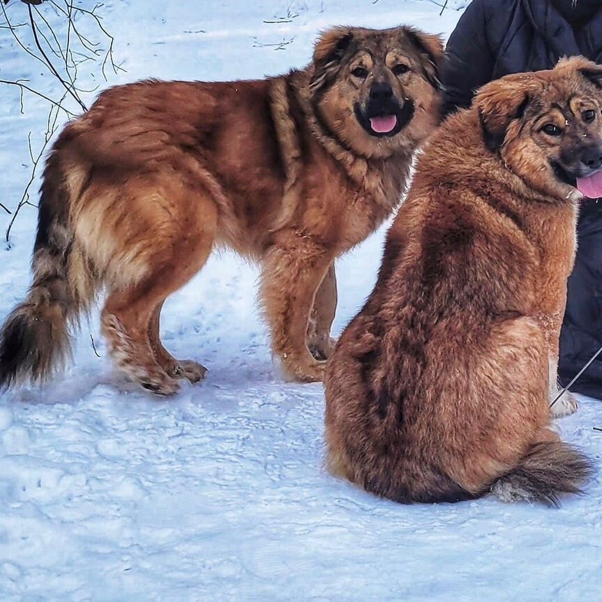 Молодые собачки ищут семьи