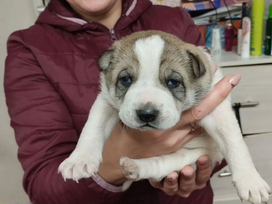 Помесь алабая-овчарки