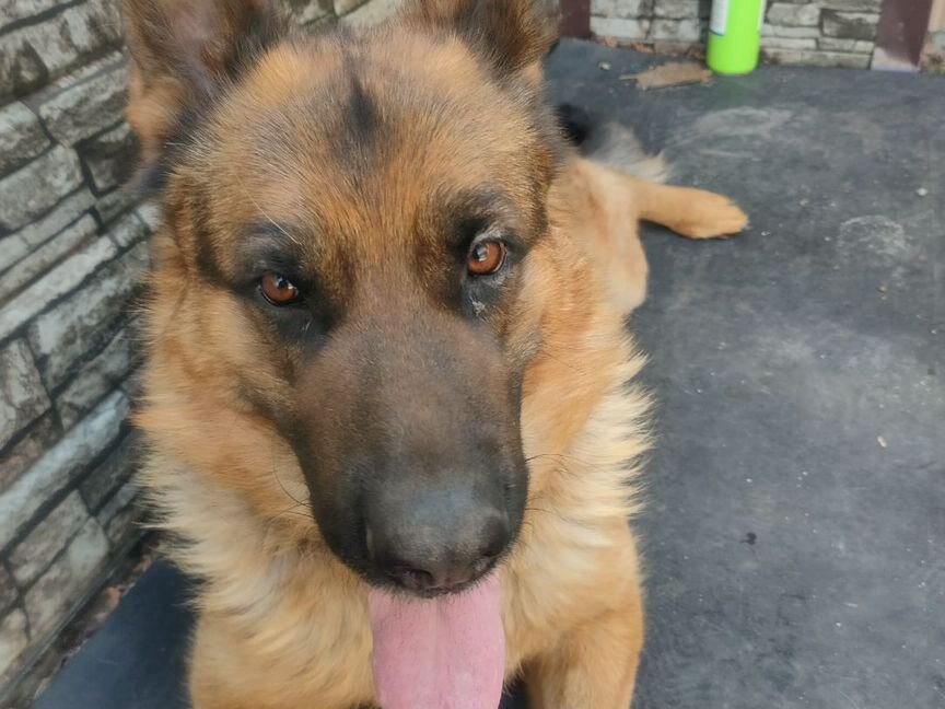 Немец кобель