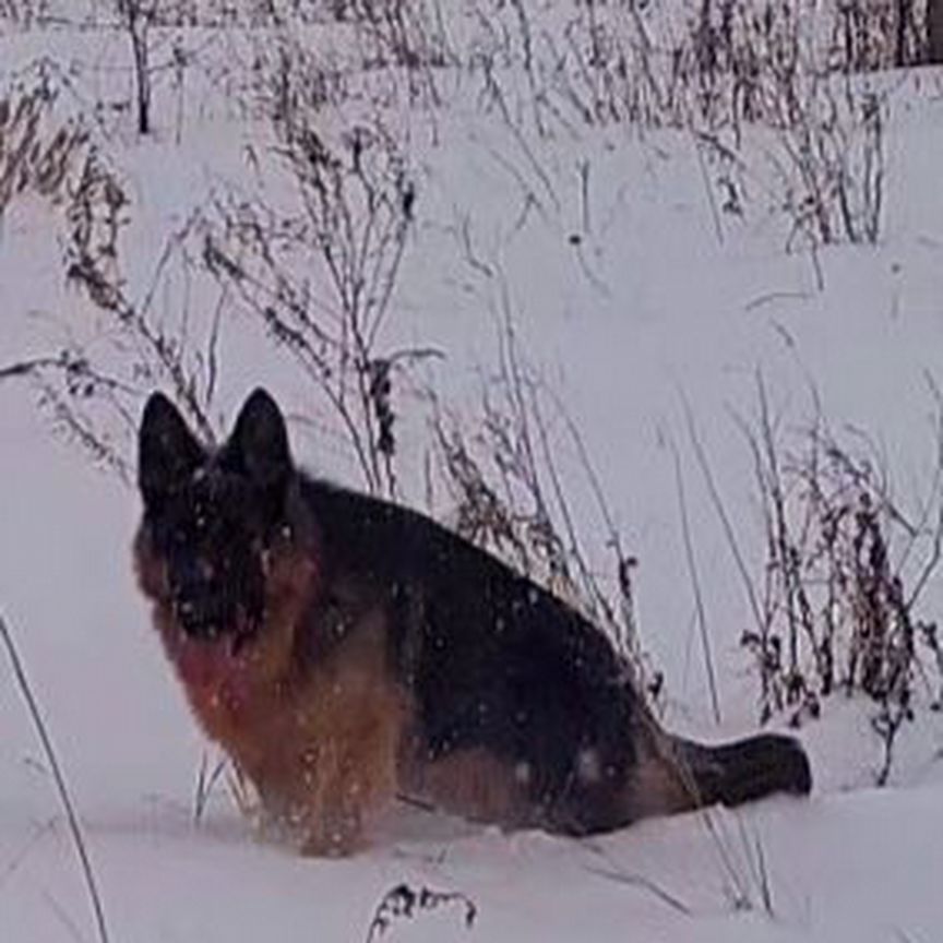 Немецкая овчарка, щенок