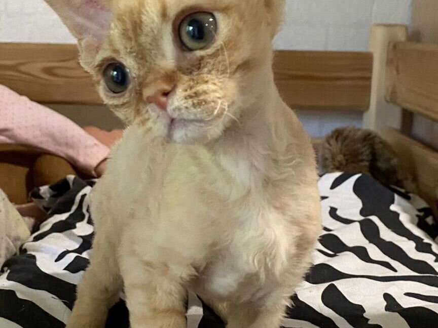 Девон-рекс кукольный мальчик