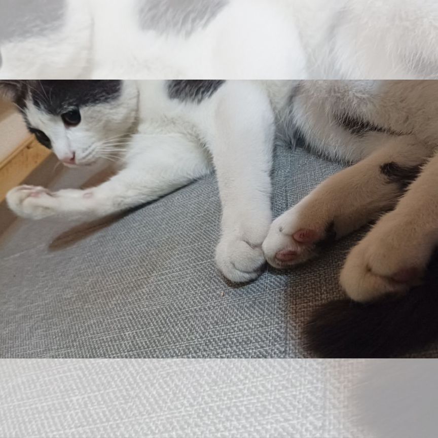 Нашёлся кот на улице