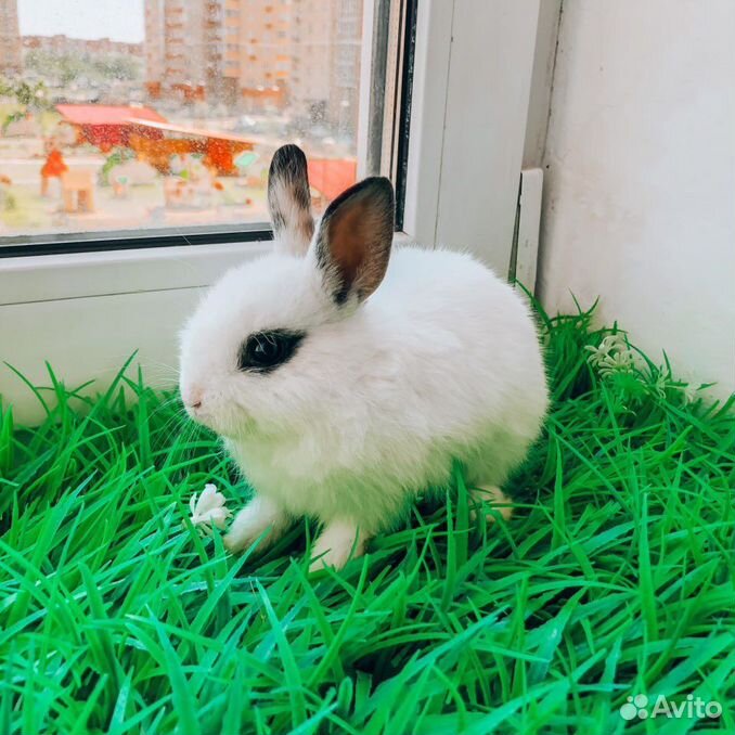 Карликовый кролик супер мини