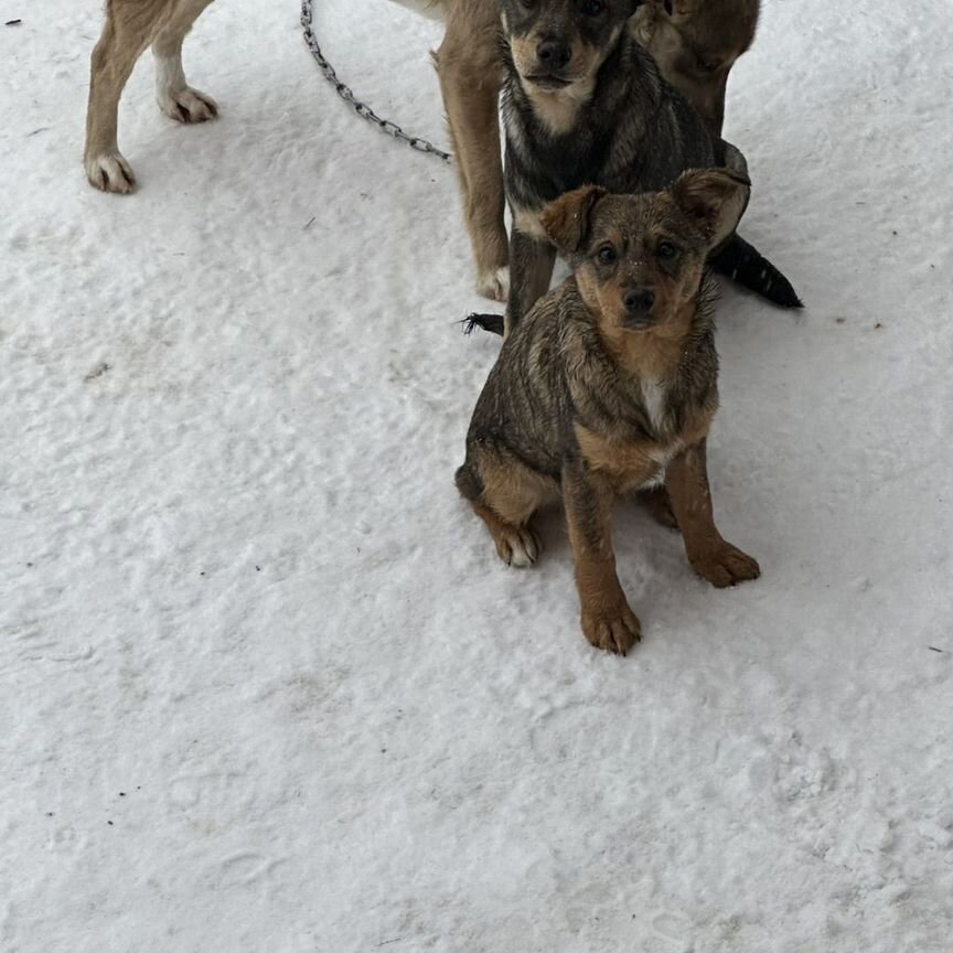 Кутята в добрые руки