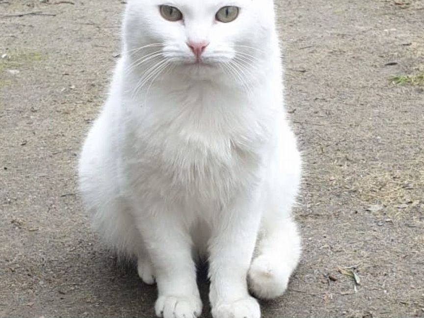 Белый молодой котик ишет дом