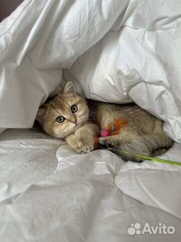 Котята золотая шиншилла