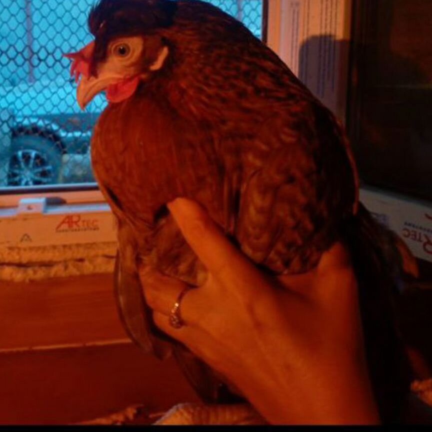 Продам цыплят