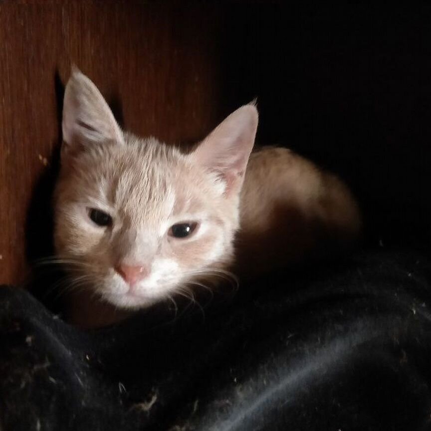 Рыжий котенок мальчик