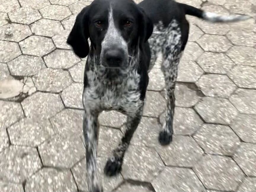 В добрые руки