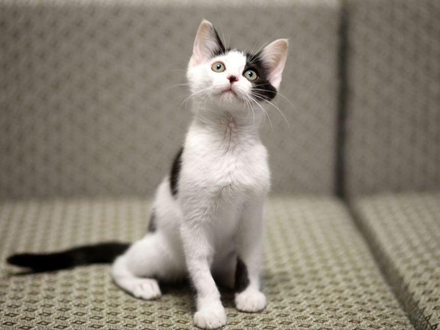 Нежный котёнок в добрые руки