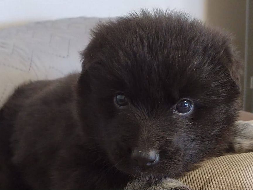 Щенок в добрые руки бесплатно