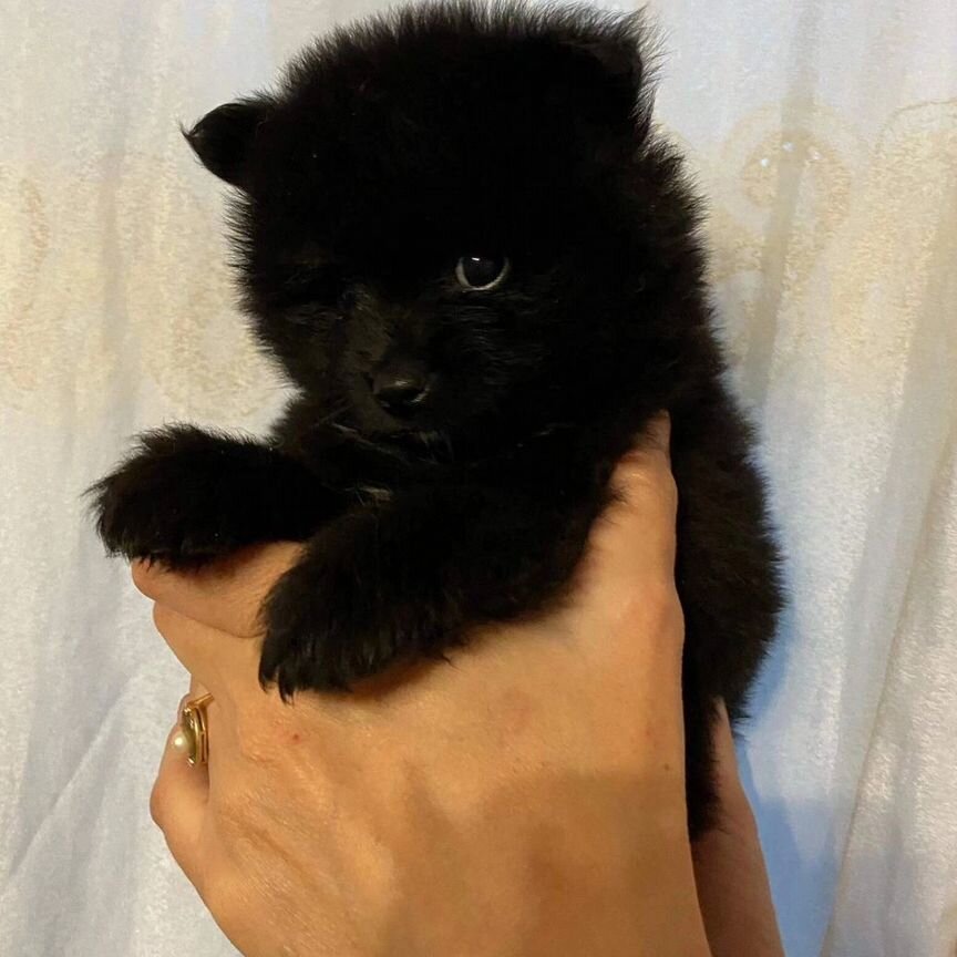 Померанский шпиц медвежьего типа