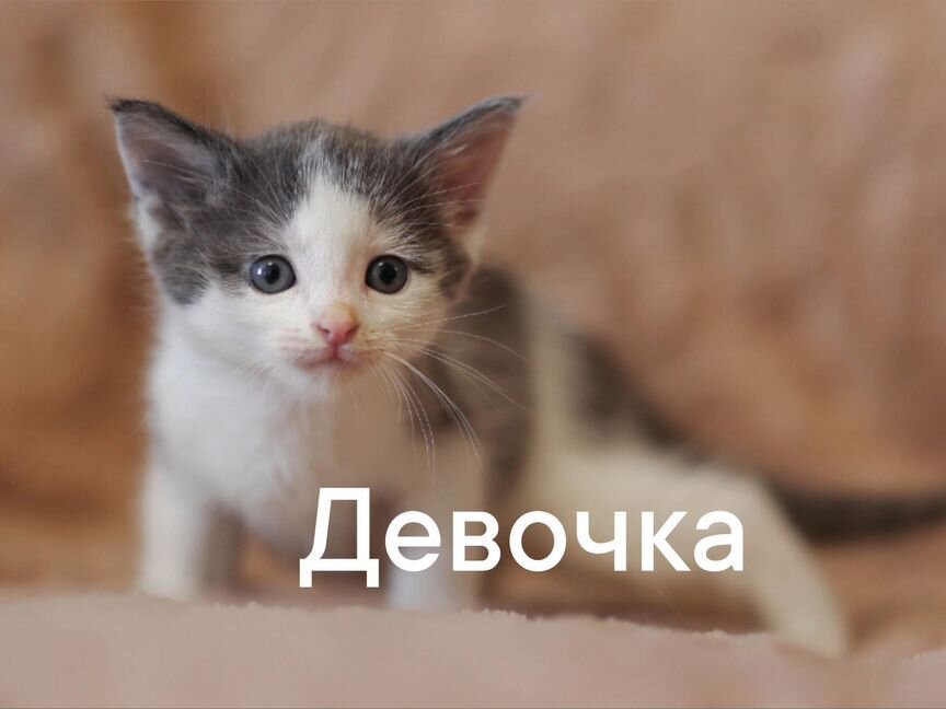Котята