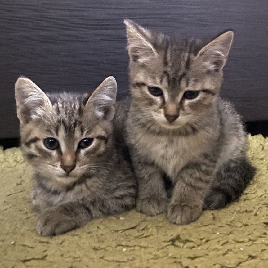 Котята