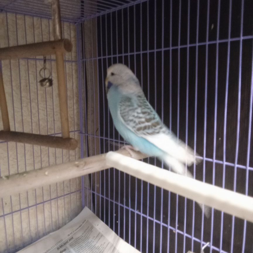 Попугай получех