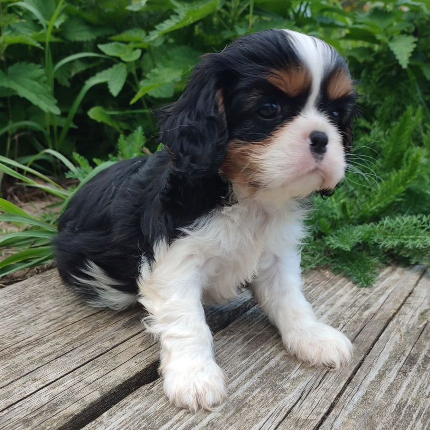 Девочка ккчс